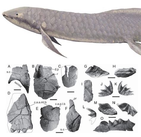 Species New To Science Paleoichthyology • 2020 Ferganoceratodus