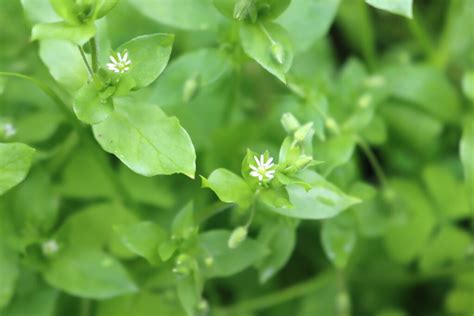 40 Weeds With White Flowers Identification Guide — Practical Self