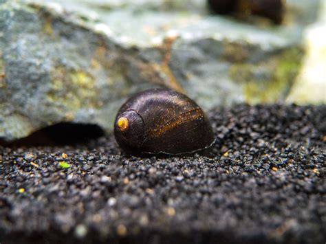 Midnight Black Nerite Snail Neritina Sp Aquatic Arts
