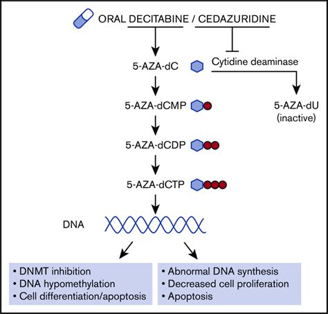 Cedazuridinedecitabine From Preclinical To Clinical Development In
