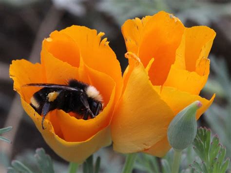 Hardy Plant Society Of Oregongardening For Pollinators Summer Bees