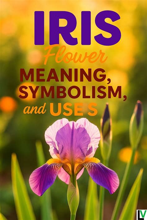 Iris Flower Meaning Symbolism And Uses In 2025 Iris Flowers Flower
