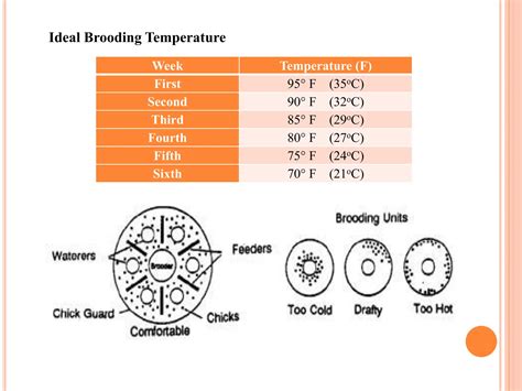 Brooding Management Of Chickspptx