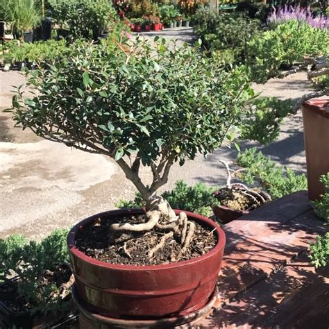 Yaupon Holly Bonsai Ilex Vomitoria Ultimate Growth Guide