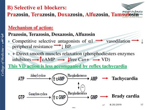 Adrenergic Antagonists I Alpha Blockers Ppt Download