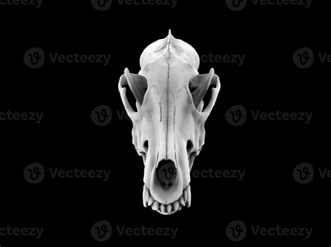 White Wolf Skull Front View Isolated On Black Background 31191888
