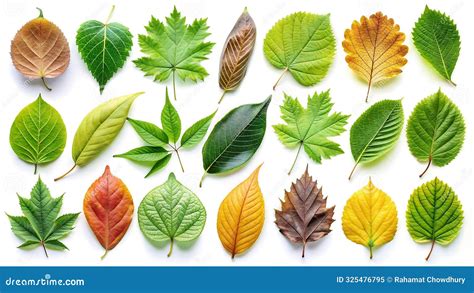 Collection Of Various Green Leaves On White Background Assorted Leaf