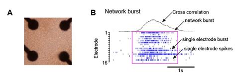 Ipsc Neurons Maestromea Axion Biosystems