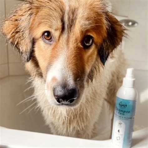 Síntomas Y Tratamiento De Pioderma En Perros Una Guía Completa