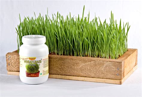 Girmes Wheatgrass India Wheatgrass Is One Such Boon Bestowed By