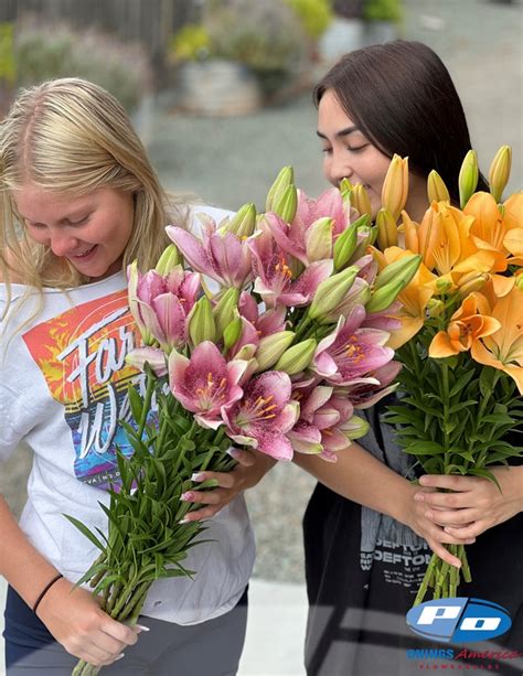 Menton Lxa Hybrid Lilies Onings America