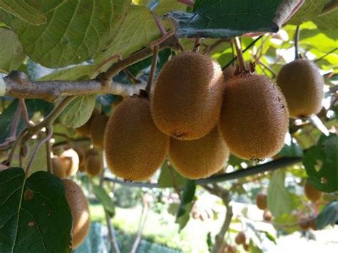 Conociendo El Cultivo Del Kiwi La Huertina De Toni Kiwi Cultivar