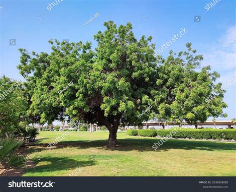 Neem Tree Zone 9 At Hugo Jeffery Blog