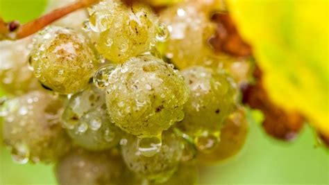 Babich Wines To Invest In New Nz Vineyard For Sauvignon Blanc