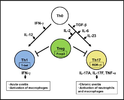 Figure 1 From Regulation Of Th1 And Th17 Cell Differentiation In