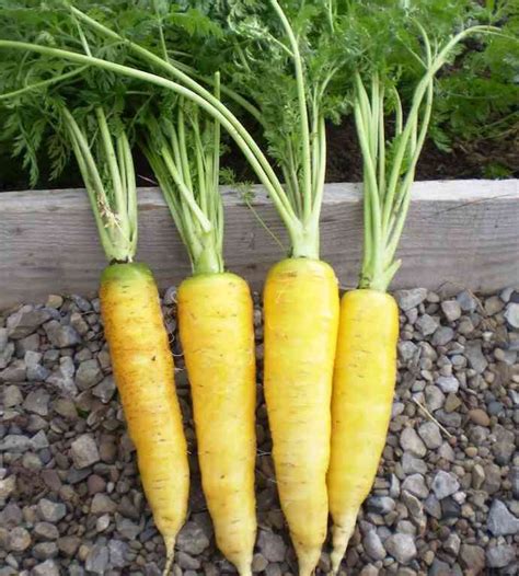 Solar Yellow Carrot