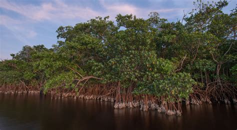 Mangroves Forest Calculating The Surprising Value Of A Mangrove Forest