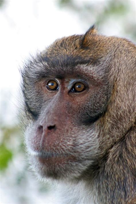 A Crab Eating Macaque Macaca Fascicularis Sitting On The Tree Stock
