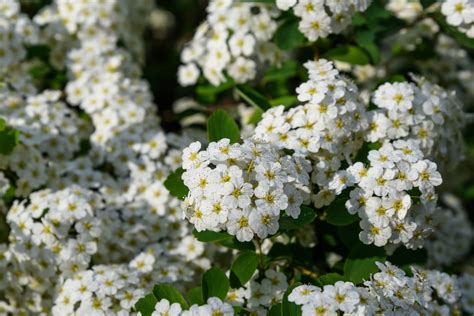 Spiraea Nipponica Snowmound Plants To Your Door