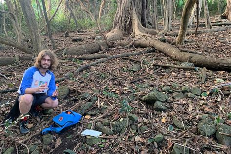 Extinct Wood Feeding Cockroach Rediscovered On Lord Howe Island Abc