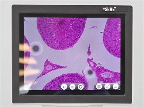 Laxco Microscope Seba2 Bf1 The Lab World Group
