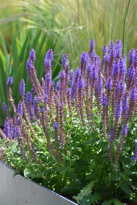 Lavender Nature Flower - Free photo on Pixabay - Pixabay
