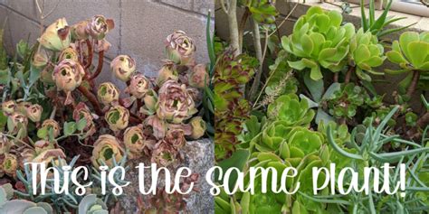 Succulent Dormancy 5 Easy Ways To Tell If Your Succulent Is Going Dormant