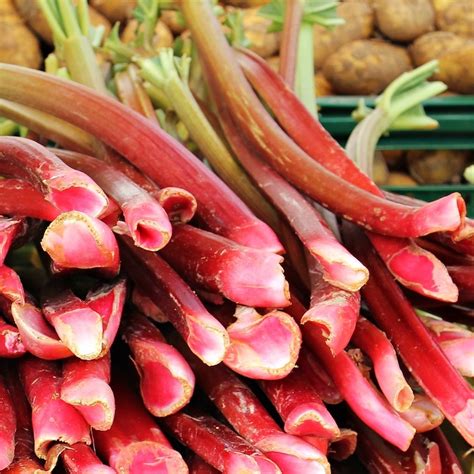 Terracotta Rhubarb Forcer Yew Tree Garden Centre