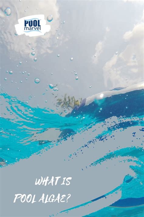 Is Swimming Pool Algae Dangerous Pool Algae Types Safety Artofit