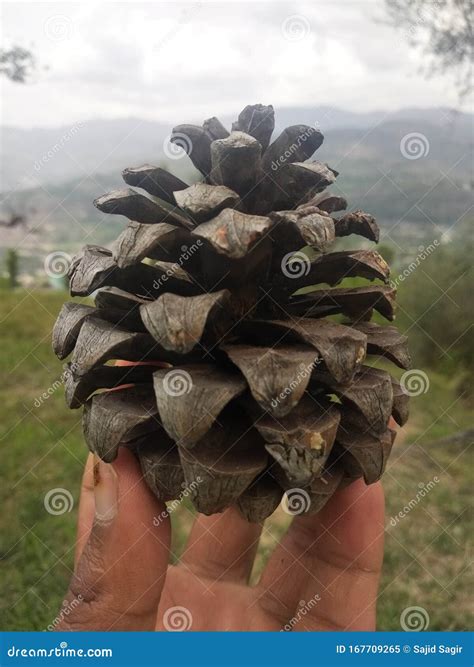 Female Part Of A Deodar Tree Stock Image Image Of Regions Fire