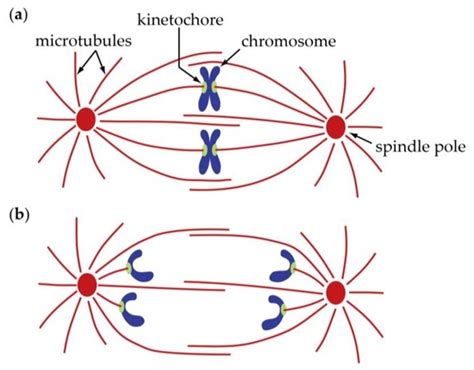 Anaphase Labeled 14 Mitosis Biology Libretexts