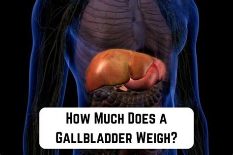 How Much Does A Human Gallbladder Weigh Measuringly