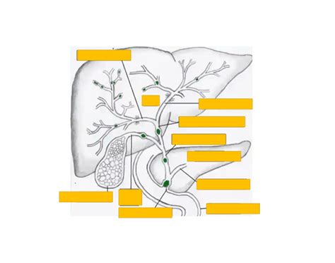 Hepatobiliary Tree Quiz