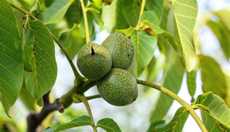Premium Photo Walnut Tree With Growng Small Nut Close Up
