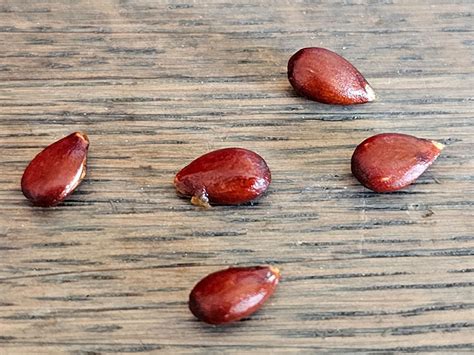 Zaden Herkennen Van Welk Plantje Zijn Deze Zaden