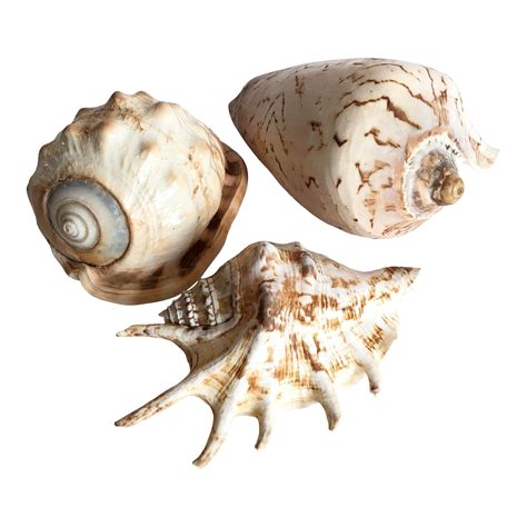 Collection Of Three Seashells Chairish