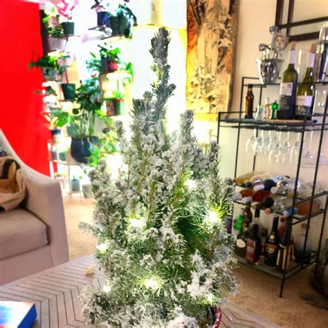 🌲 Columnar Spruce Growth Height Vs Width