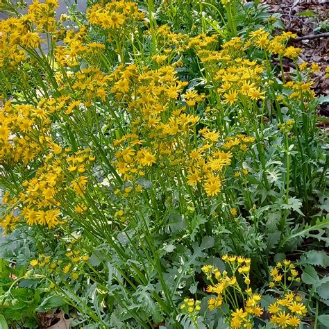 Packera Species Yield Gold In Early Spring Friends Of Native Trees In