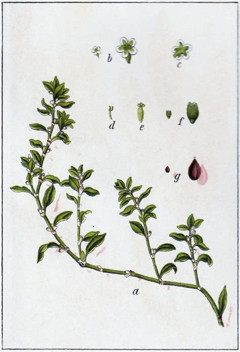 Polygonum Aviculare Subsp Aviculare Plants Of The World Online Kew