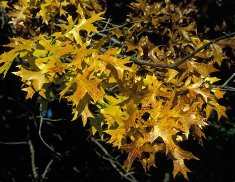 Guide To Tennessee Fall Foliage The River Club
