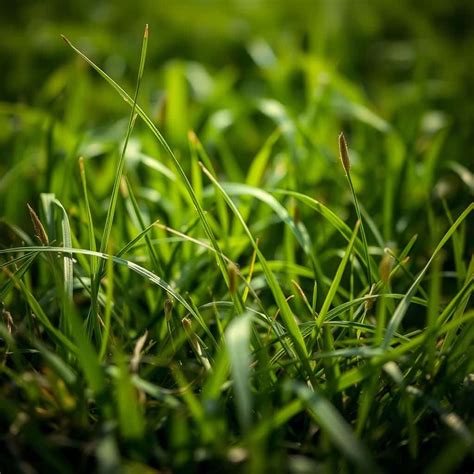 What Is Another Term For Grass Exploring Alternative Names And Uses