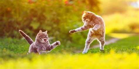 Zwei Gestreifte Katzen Spielen Auf Einem Sonnigen Grünen Rasen Der Hoch Hüpft Und Klauen