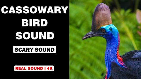 Real Cassowary Sounds The Unique Melody Of Nature 4k Experience