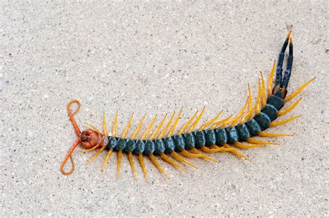 Nocturnal And Nightmarish Giant Red Headed Centipede Is Native To