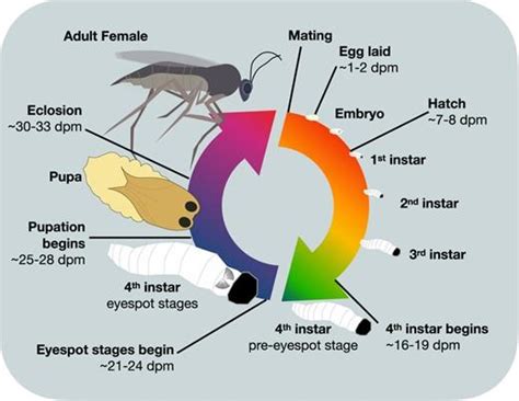Bradysia Sciara Coprophila Larvae Up Regulate Dna Repair Pathways And Down Regulate