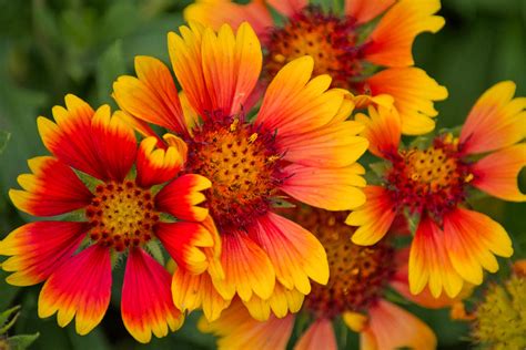 Growing Guide How To Grow Helenium