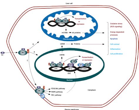 Figure 1 From Role Of Sex Steroid Receptors In Pathobiology Of