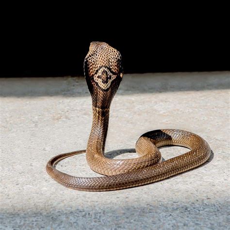 Description Of King Cobra
