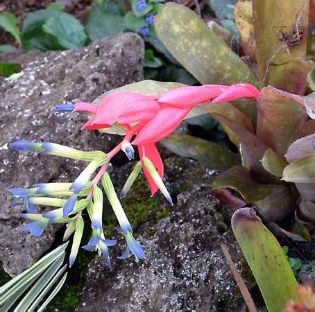 Billbergia Tropical Evergreen Flowering Britannica