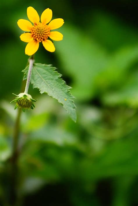 Coreopsis Californica Identification Health Benefits Uses Invasive